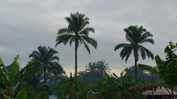 Palmtrees Cameroon - Ontmoet Afrika